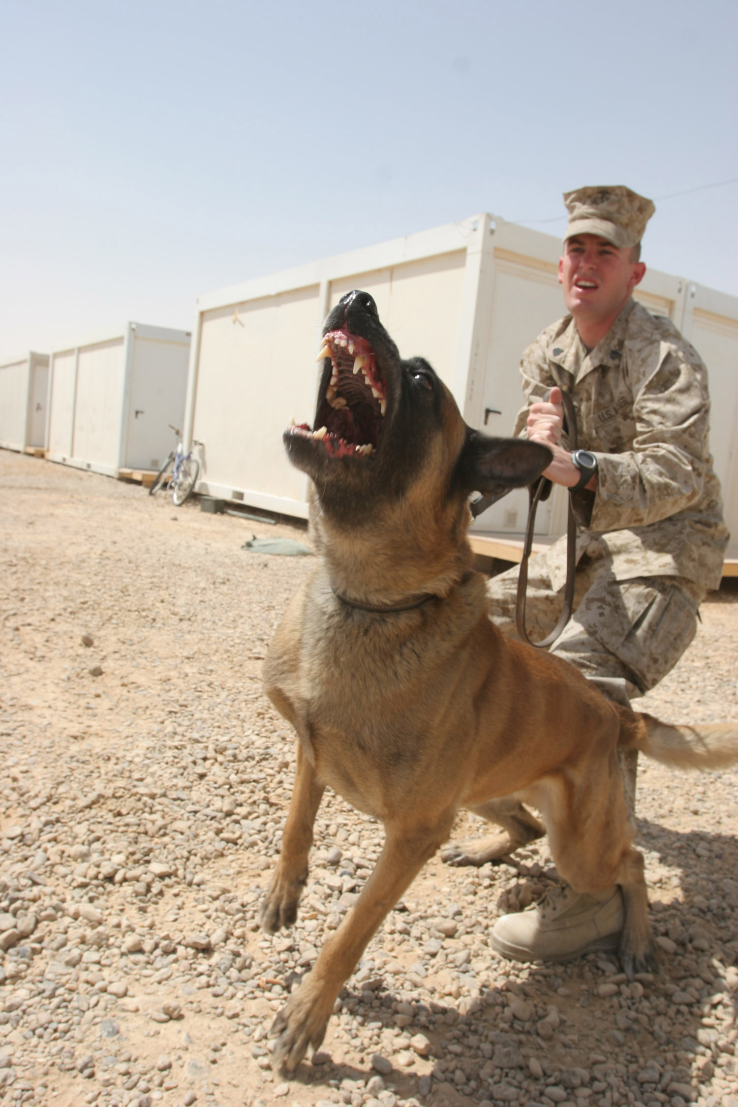 belgian malinois attack command