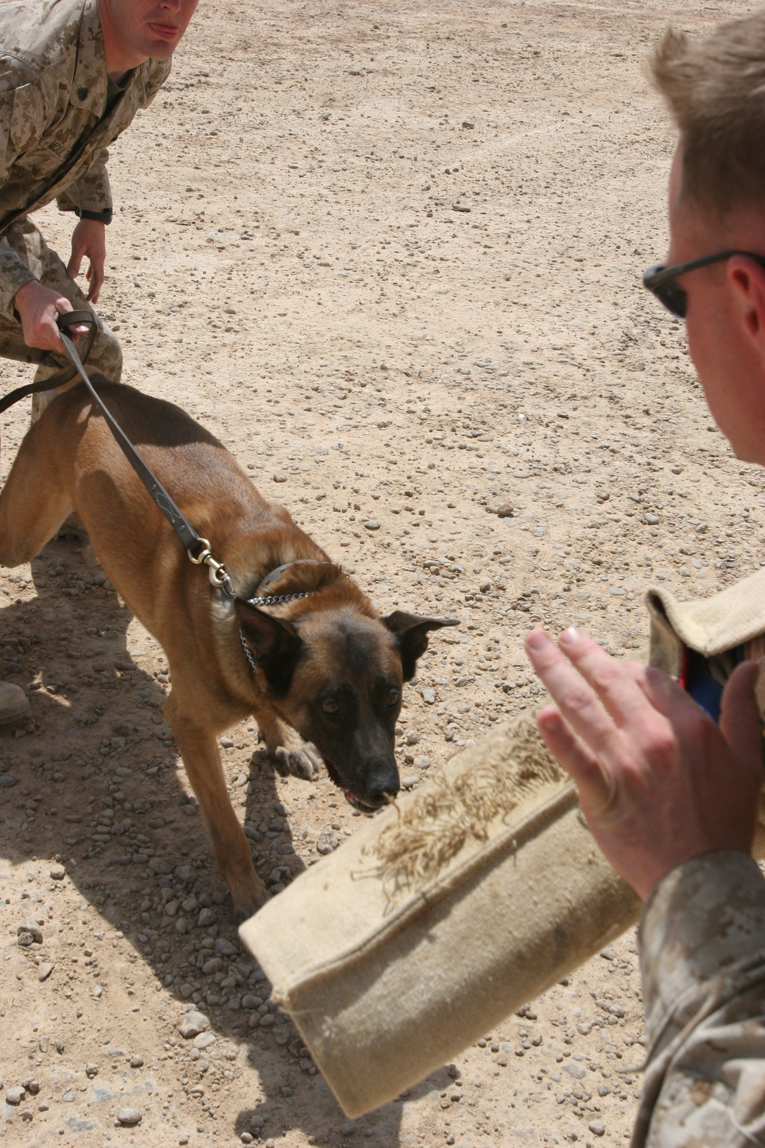 Military working dog teams secure 2nd MAW > 2nd Marine Aircraft Wing ...