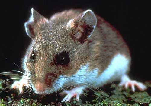 Deer Mouse Droppings
