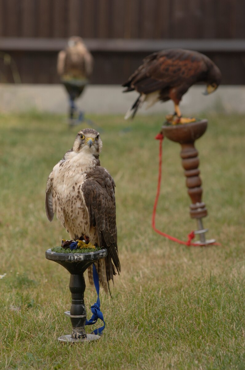 Sidebar: Bird facts on airfields > Air Combat Command > Article Display