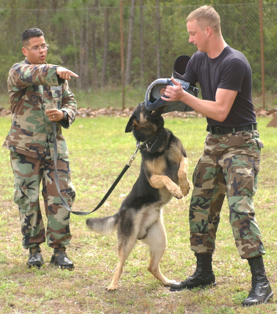 german shepherd attack command