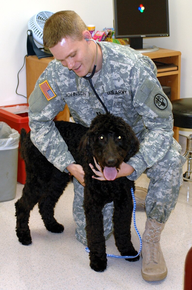 Microchips help owners track pets > Travis Air Force Base > Display