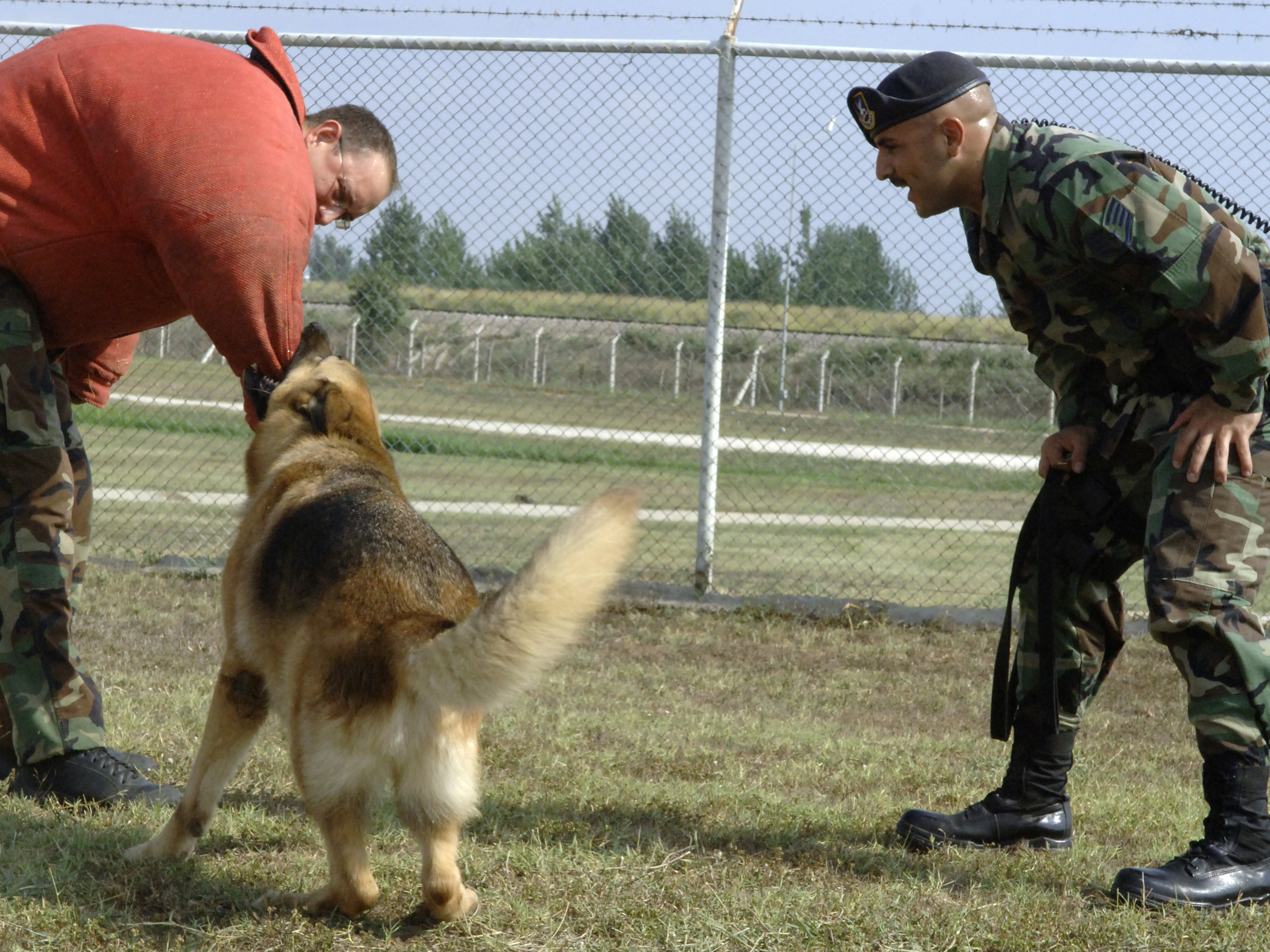 Explosive detection military working dogs