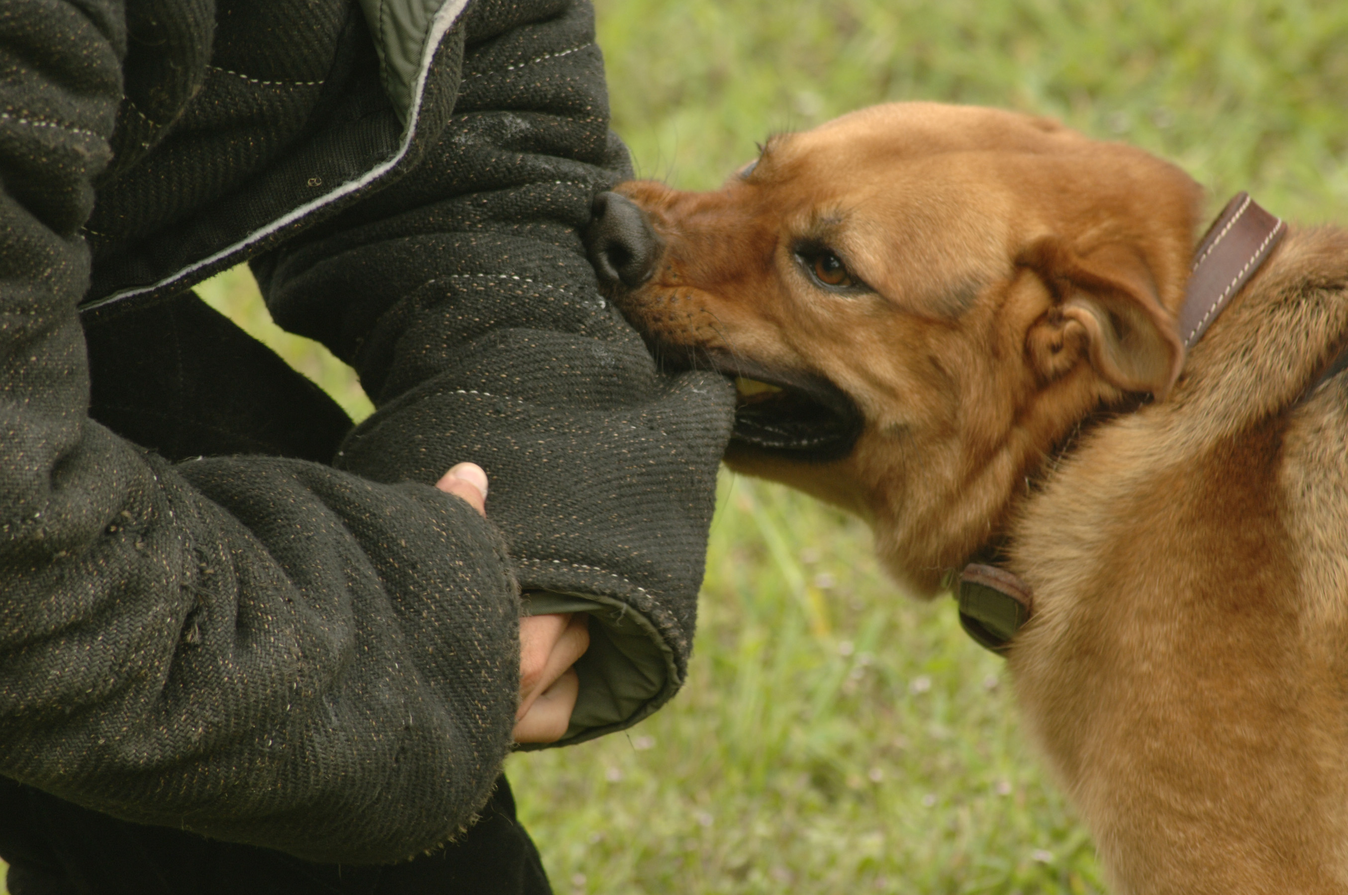 K-9s receive top-notch training and care for readiness > Joint Base ...