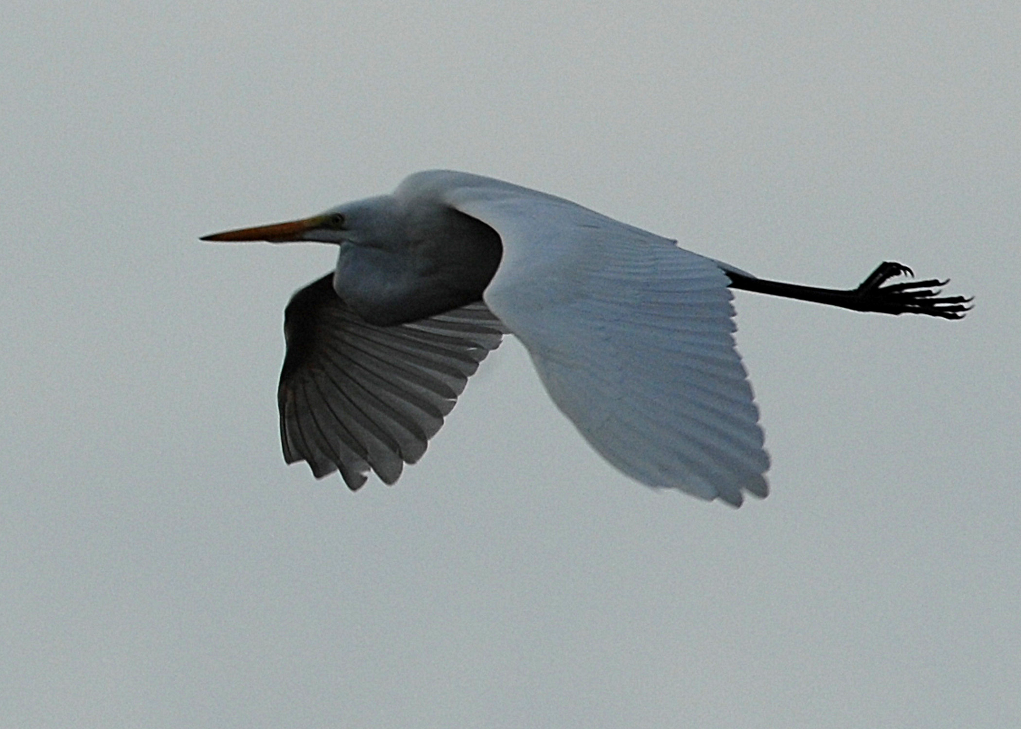 The Great Egret