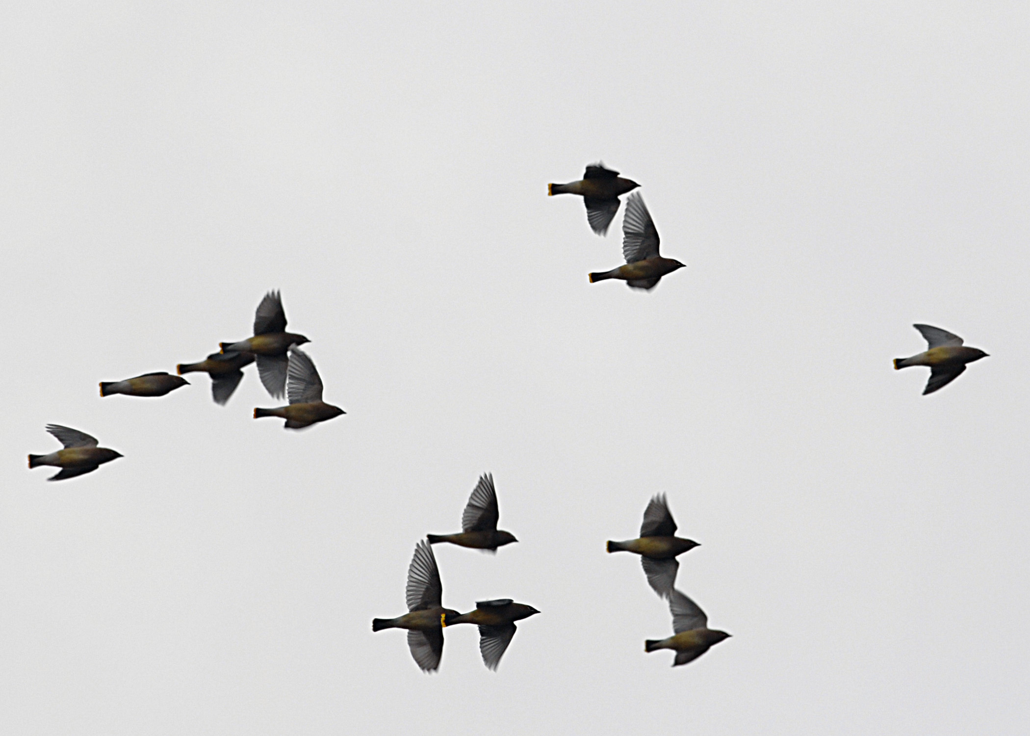 waxwing flock