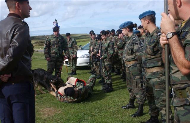 'Man's best friends' help fight war on terrorism > Air Force > Article ...