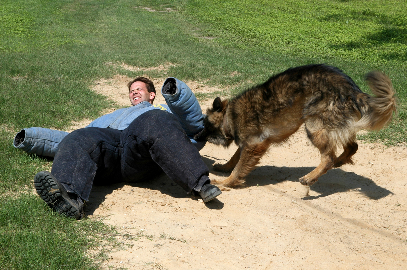 german shepherd attack owner