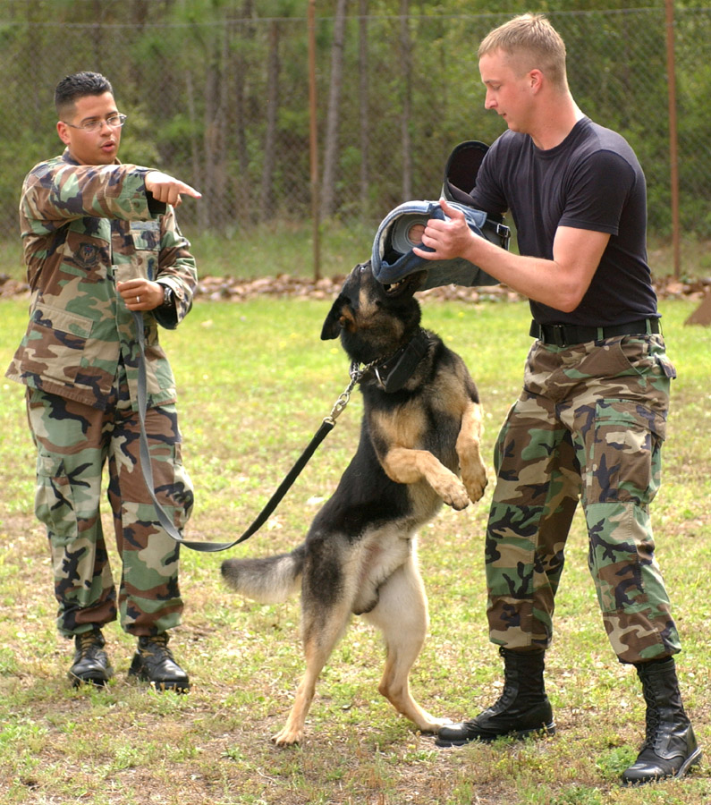 Dog attack decoys provide critical training > Air Force > Display