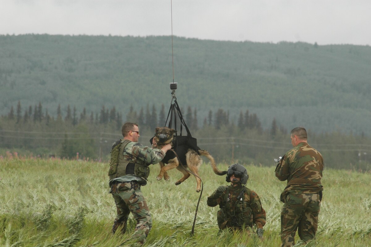 Military working dog teams conduct joint training > Pacific Air Forces ...