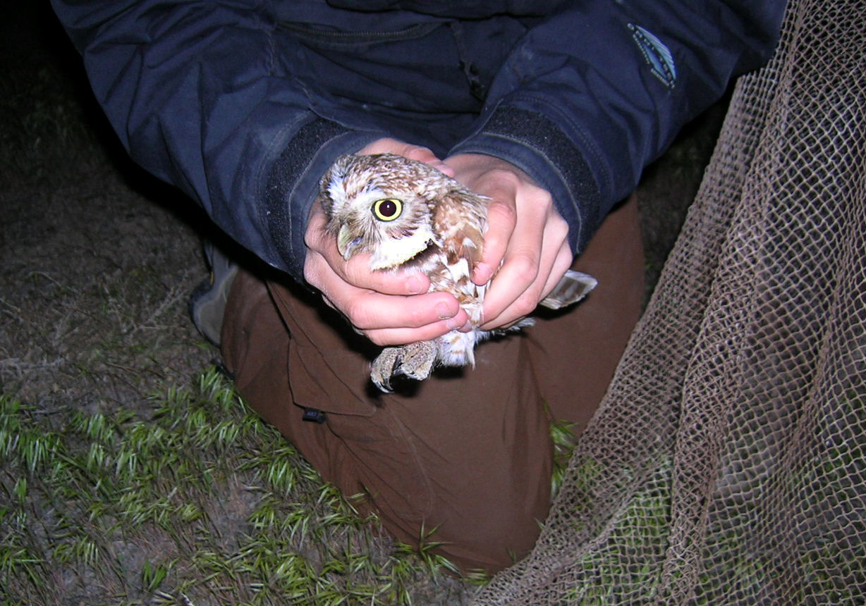Pet Pygmy Owl