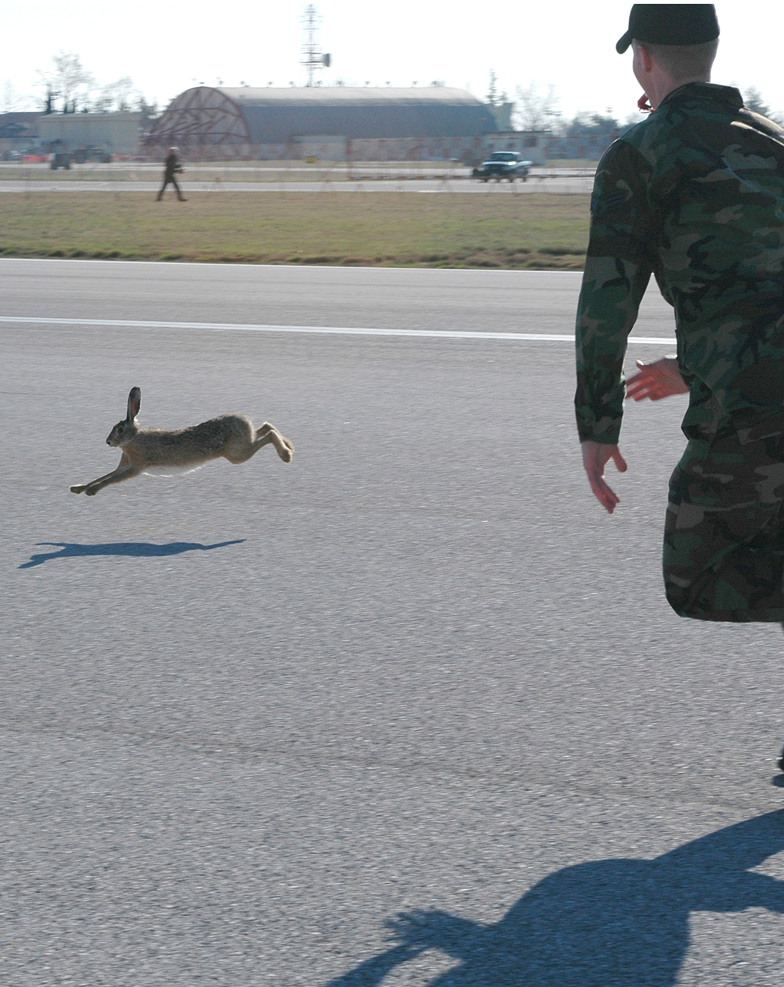 Wing rounds up rabbits for safety