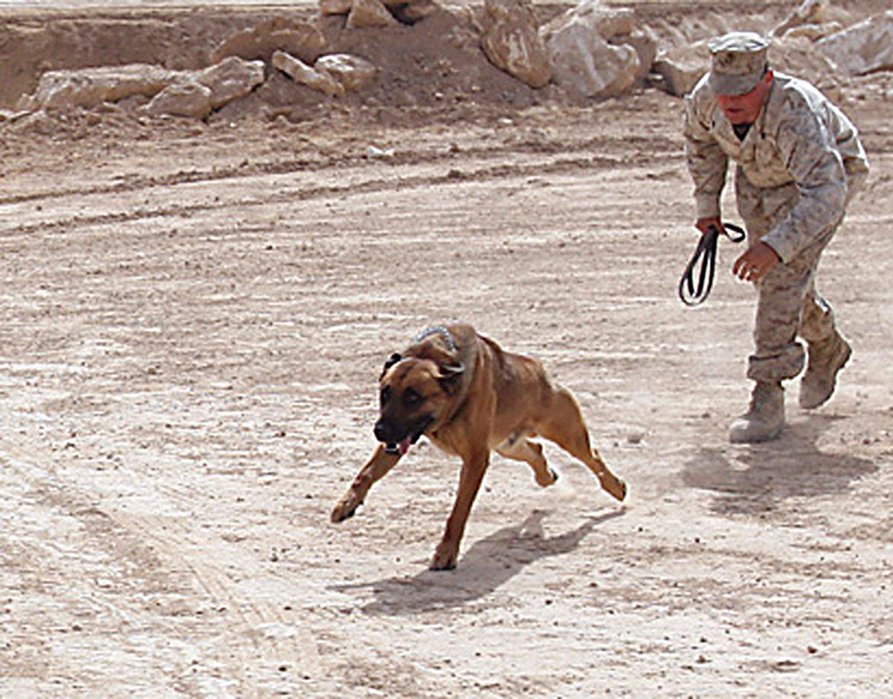 Iraq goes to the dogs > United States Marine Corps Flagship > News Display