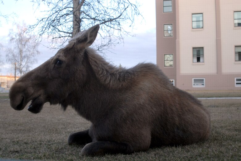 Getting to know moose commonplace at Eielson > U.S. Air Force > Display
