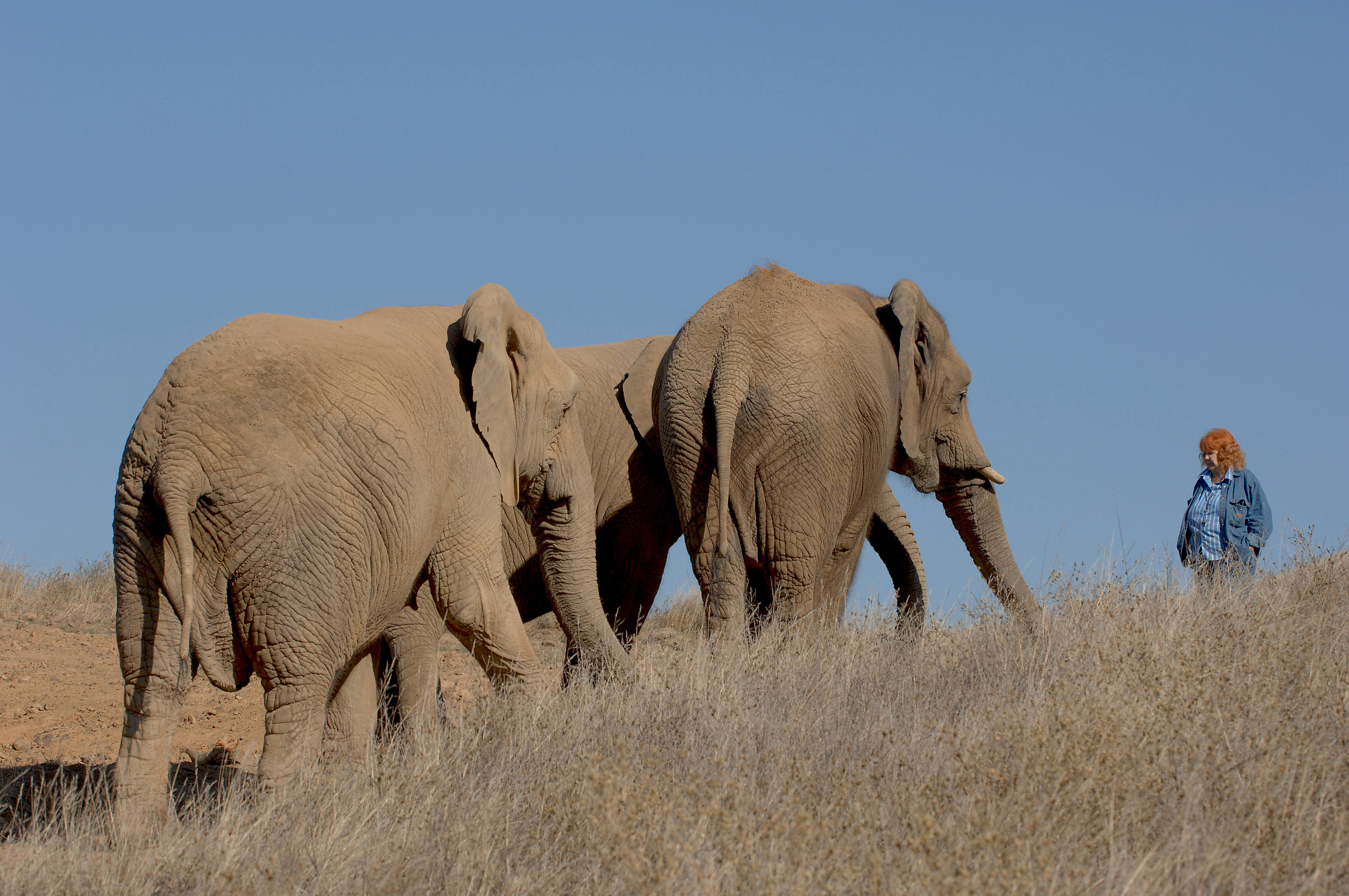 African elephant finds new home courtesy of Air Force > Pacific Air ...