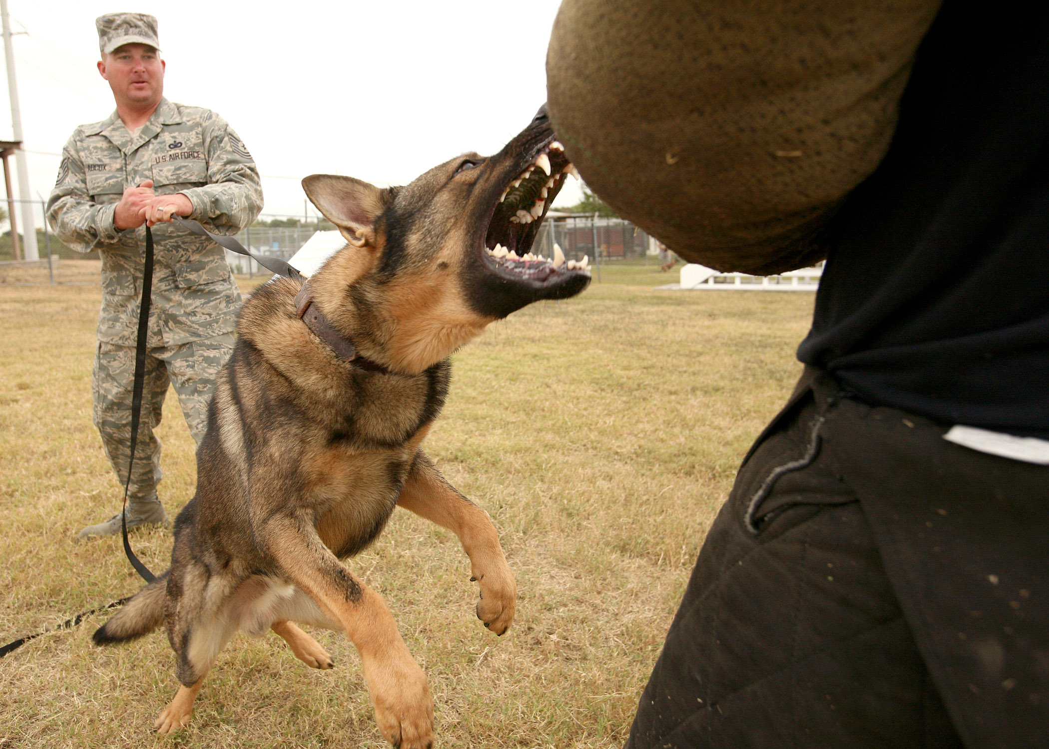 Military dogs show their stuff > Air Force > Article Display