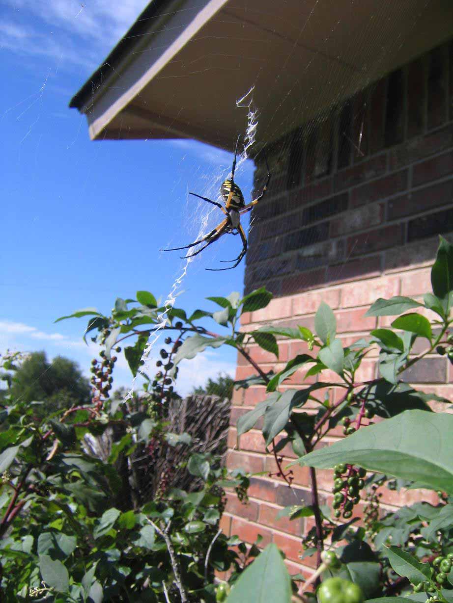 Tangled in the web? Abundance of spiders due to weather > Tinker Air ...