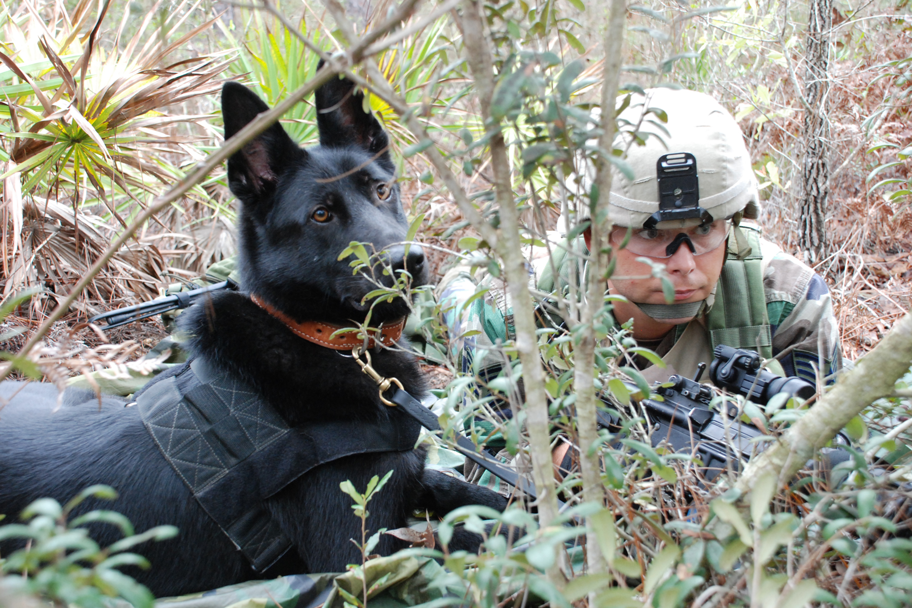 Training goes to dogs