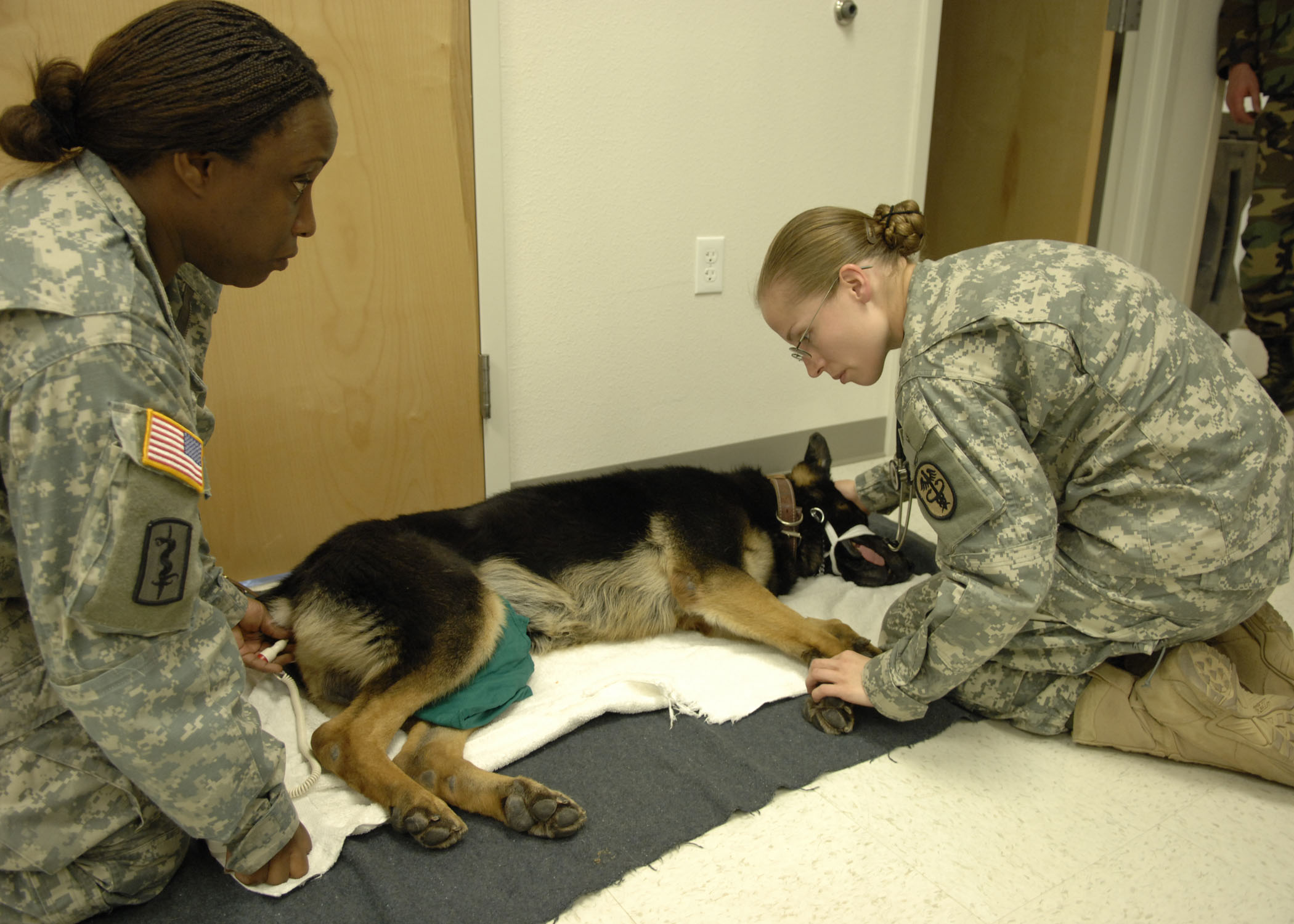 New Canies for K9