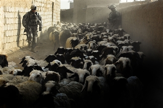 U.S. Army soldiers watch as a flock of sheep moves past them.