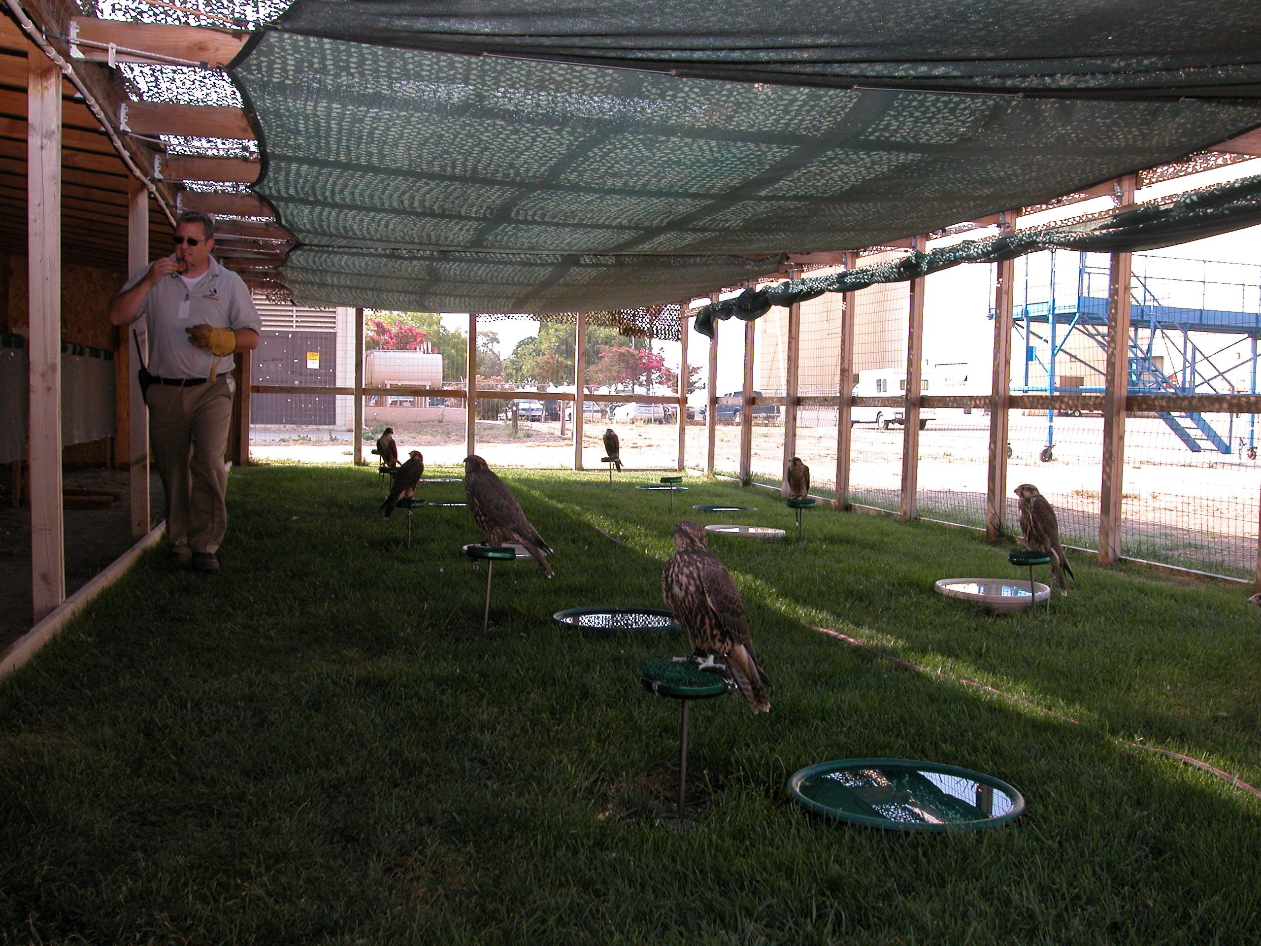 Bird chasers help keep March skies clear of unwanted birds > Air Force ...