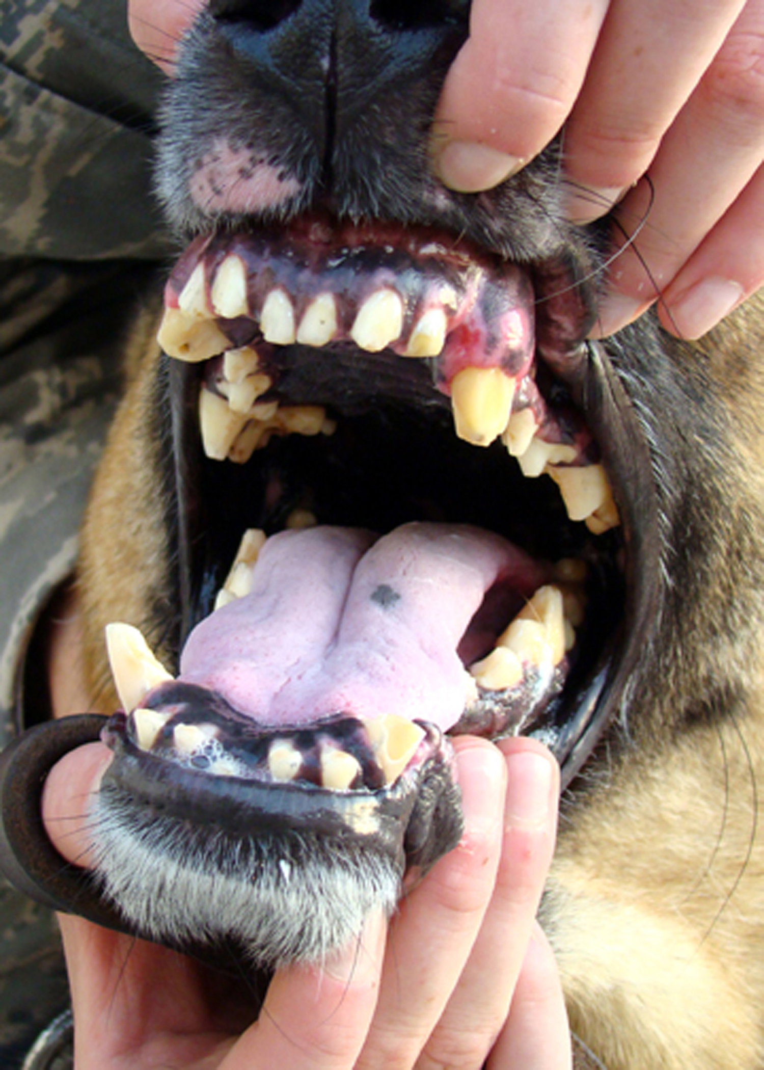 german shepherd titanium teeth