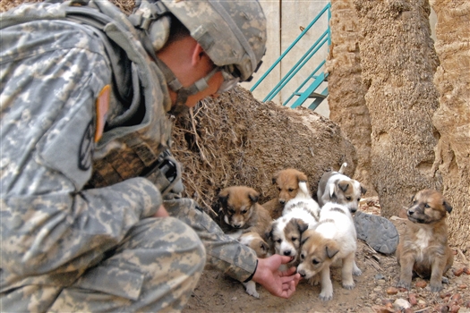 PUPPY PLAY | U.S. Department of War