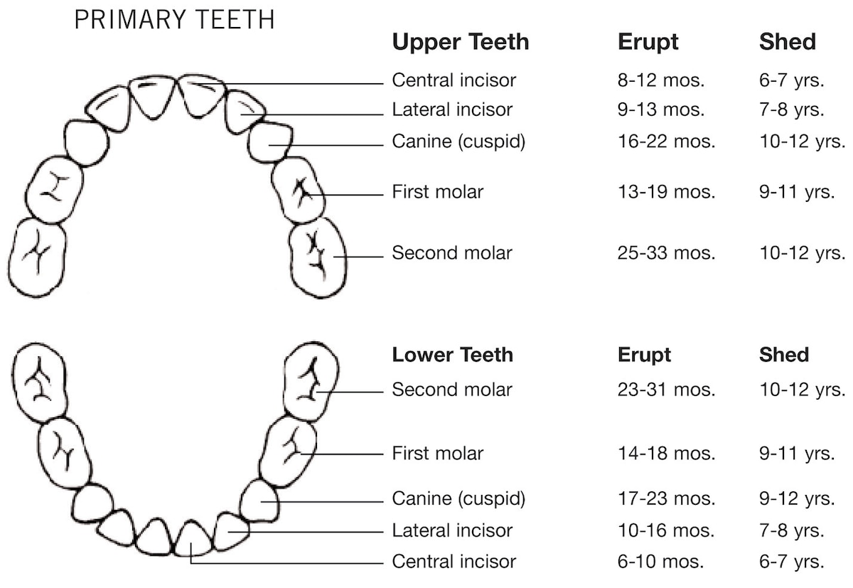 No, those aren't temporary teeth... > Vance Air Force Base > News
