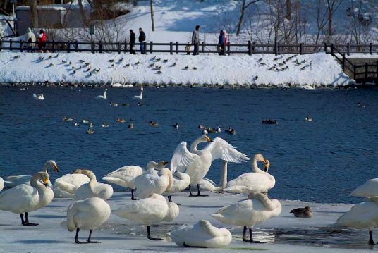 Swan Day