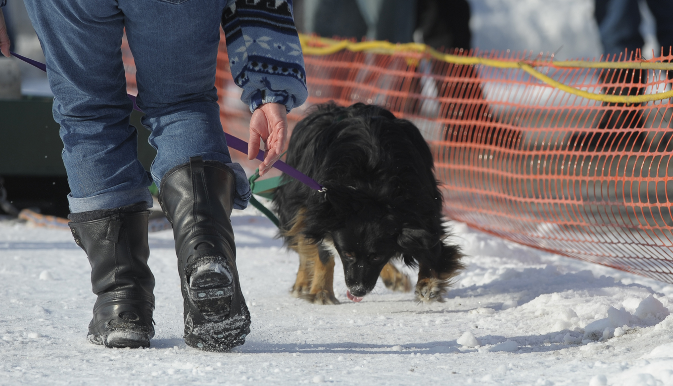 Maintainer's K-9 drags to Dog Weight Pull Championship