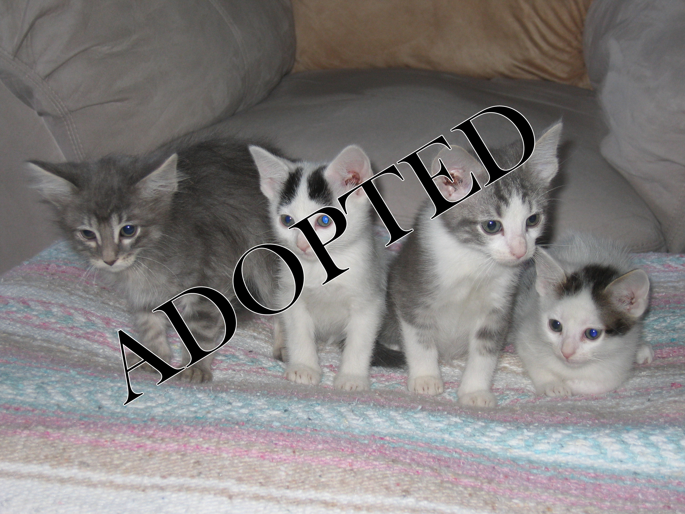 Kittens in need of new home > Cannon Air Force Base > Article Display