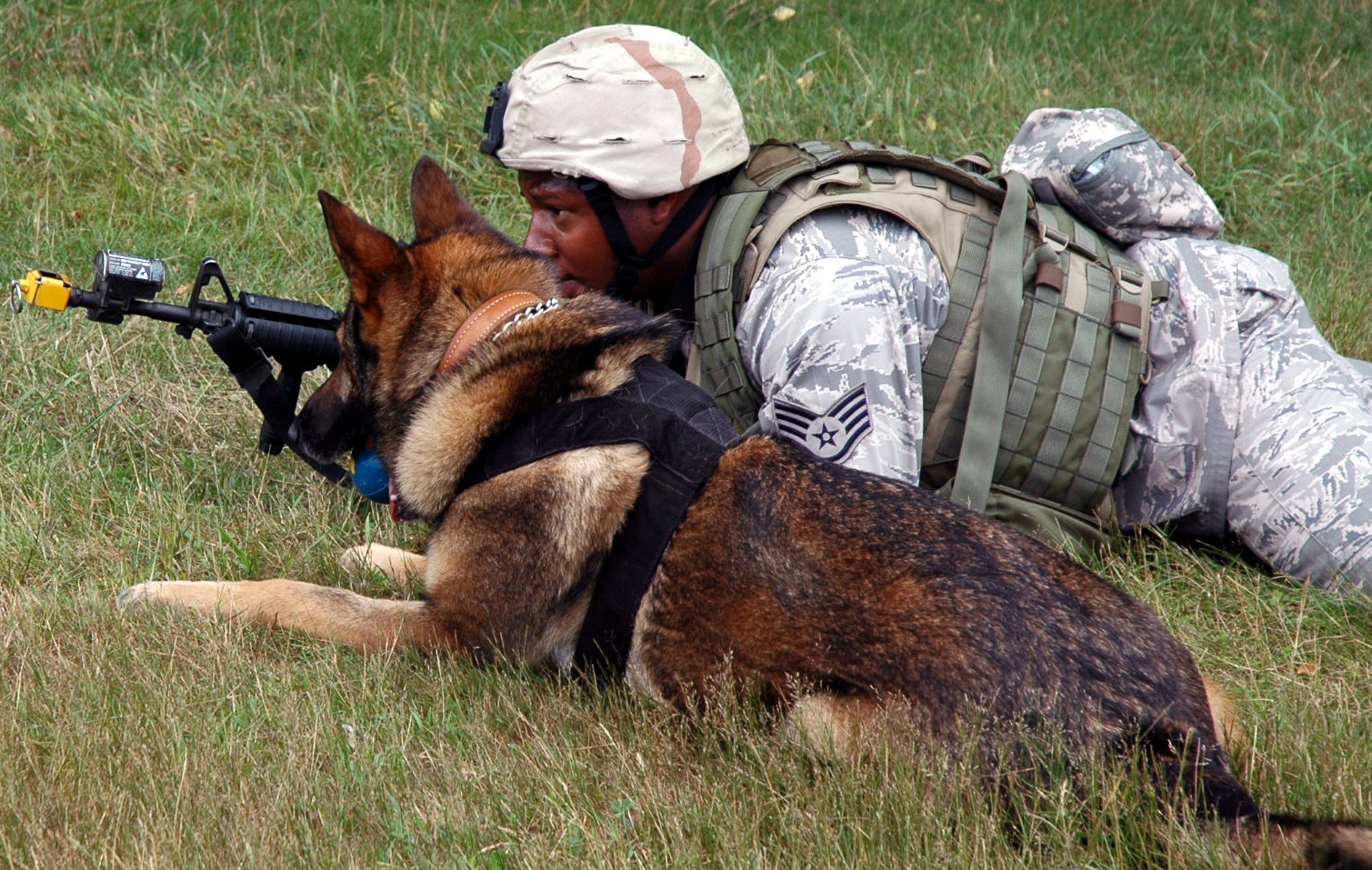 U.S. Air Force Expeditionary Center: K-9 teams conquer combat first aid ...