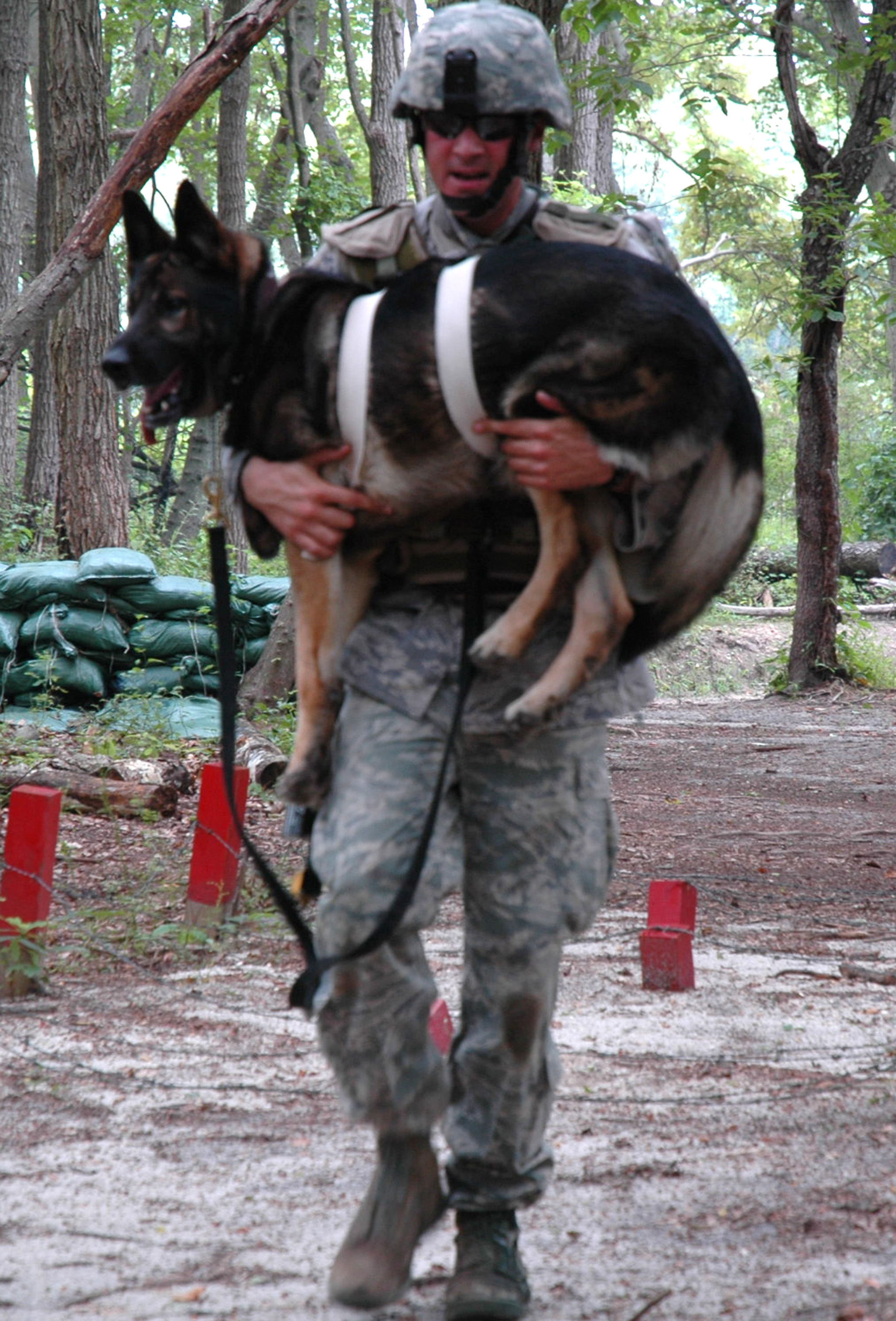 U.S. Air Force Expeditionary Center: K-9 teams conquer combat first aid ...