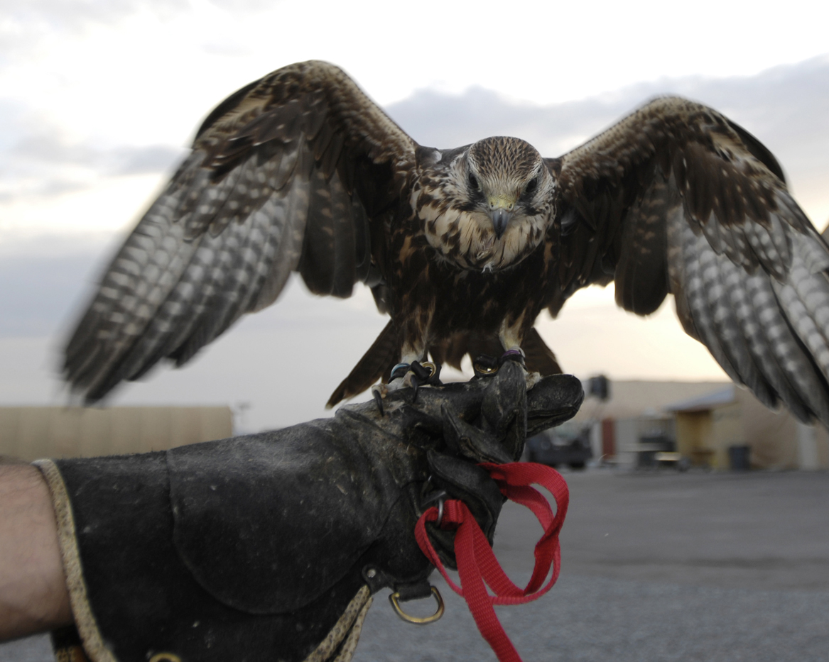 Manas BASH program takes to wing > U.S. Air Forces Central > News