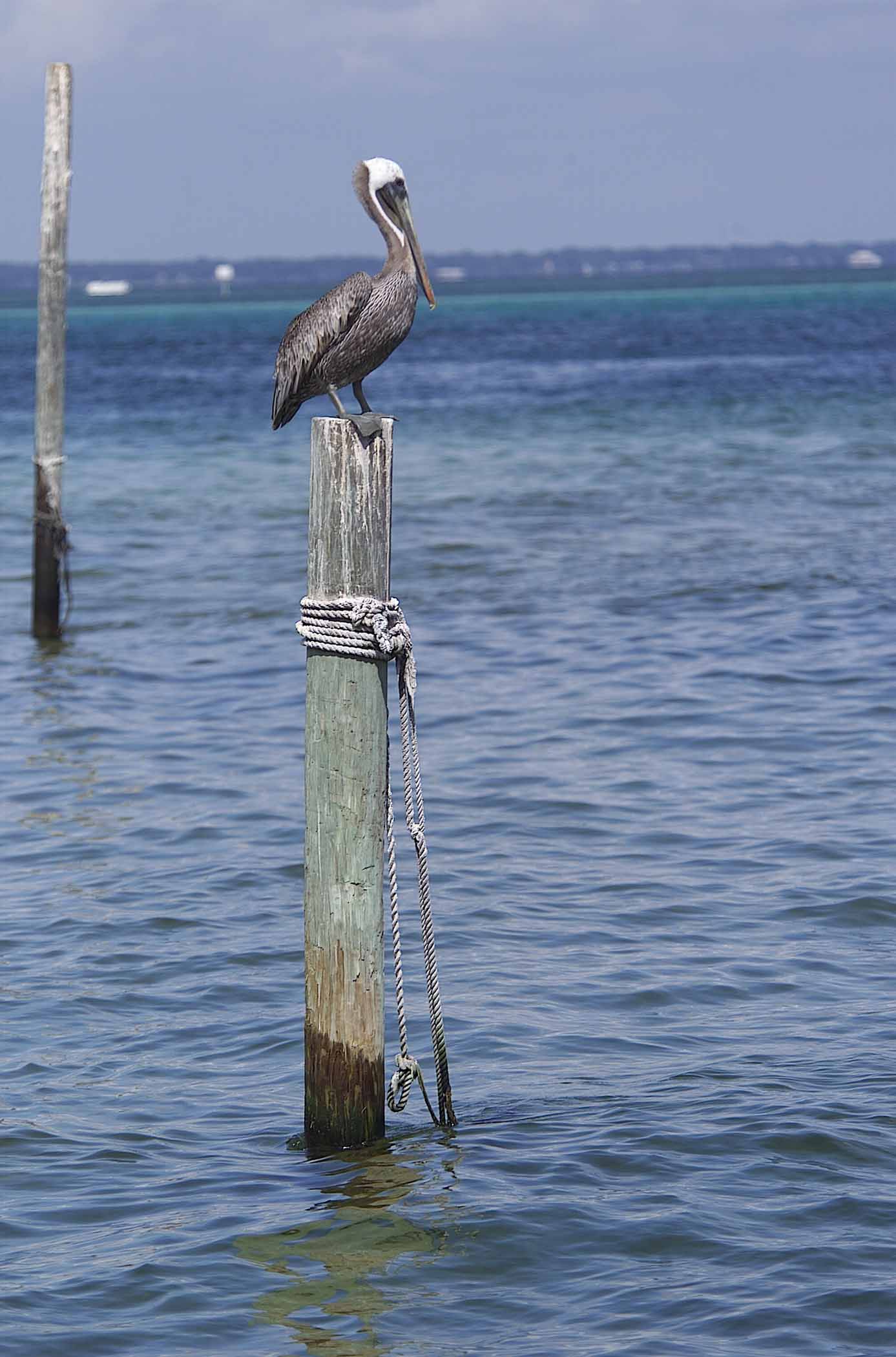 Pelican on a pole