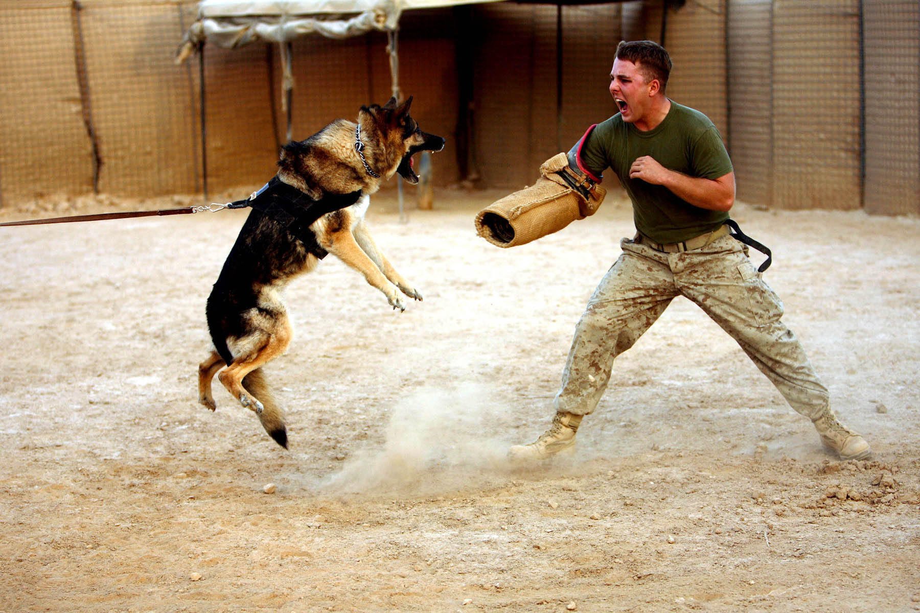 K9s take a bite out of insurgents > United States Marine Corps Flagship ...