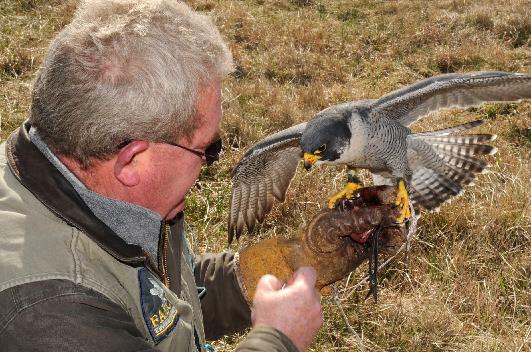 Falconers, natural predators keep airways safe > Joint Base McGuire-Dix ...