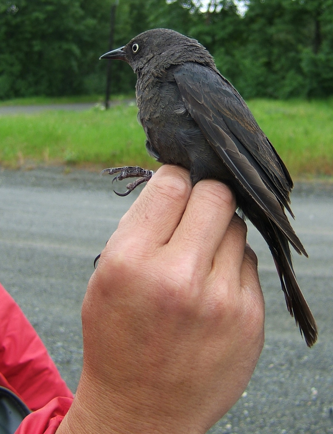 Elmendorf FY2008 Secretary of Defense Environmental Awards > Joint Base ...