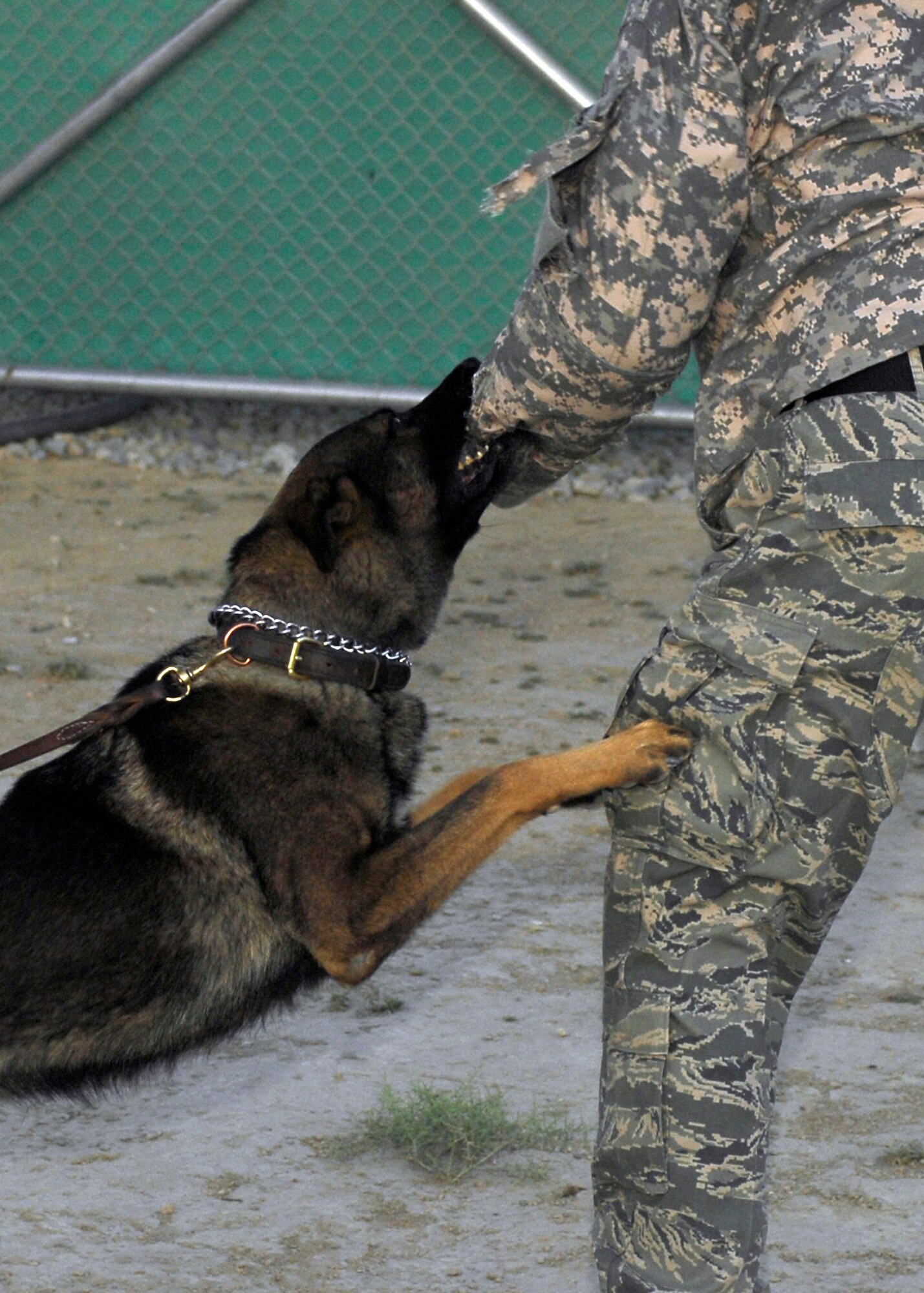 Security in canine form > U.S. Air Forces Central > Display