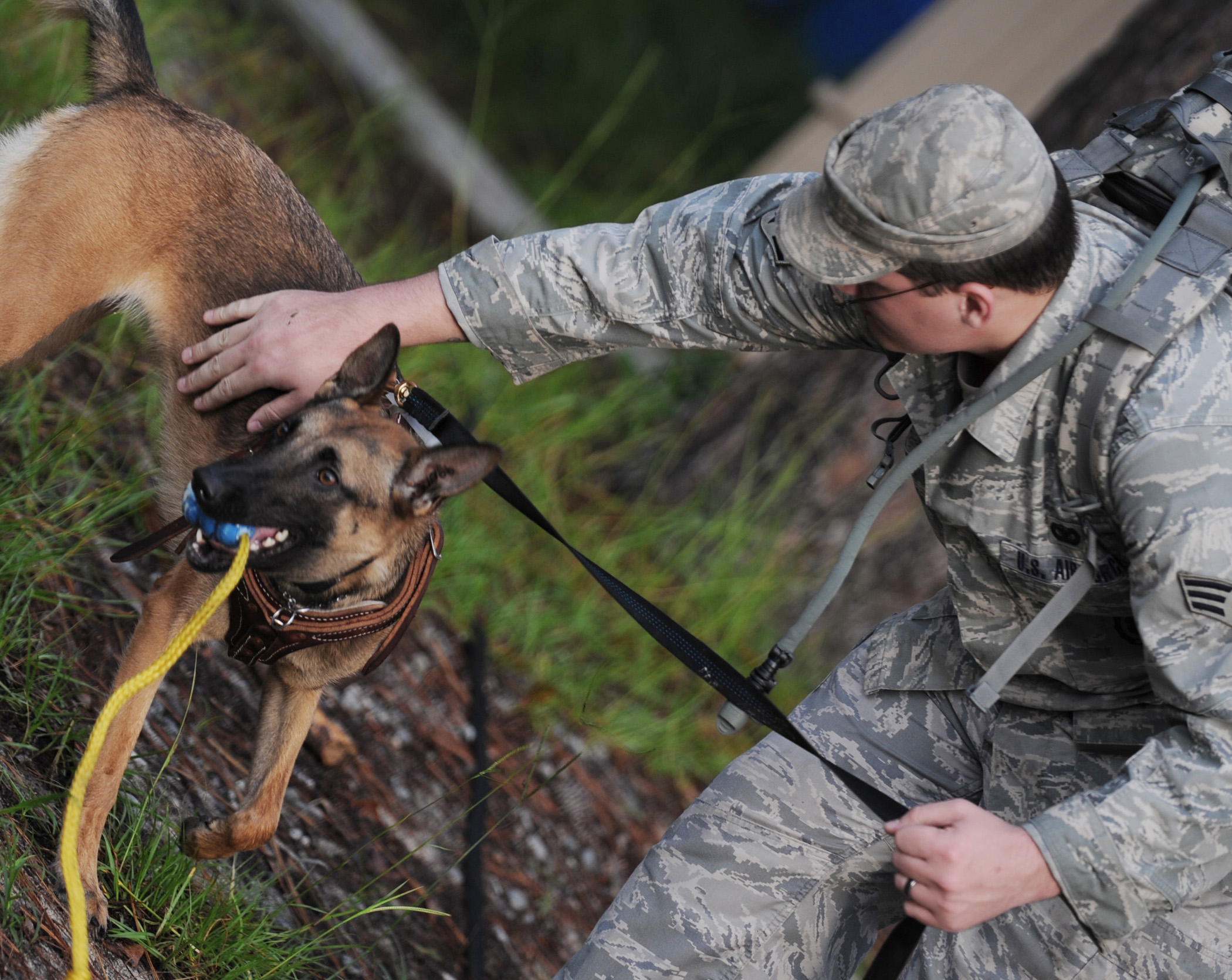 New dog and handler develop bond