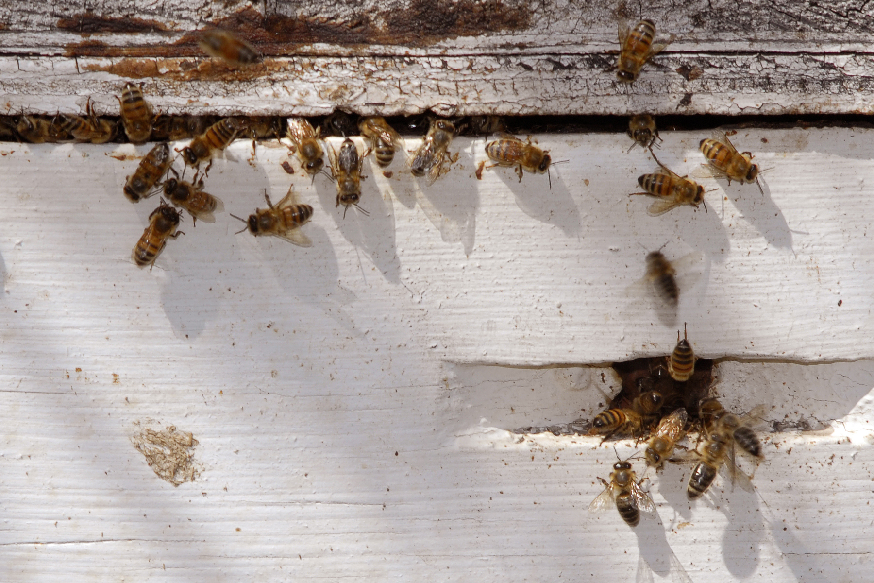 341st CES removes bees from base housing residence > Malmstrom Air ...