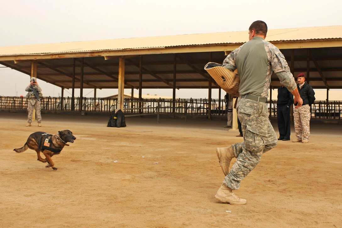 U.S. Army Sgt. Tyler Barriere runs away from Ruby, a military working ...