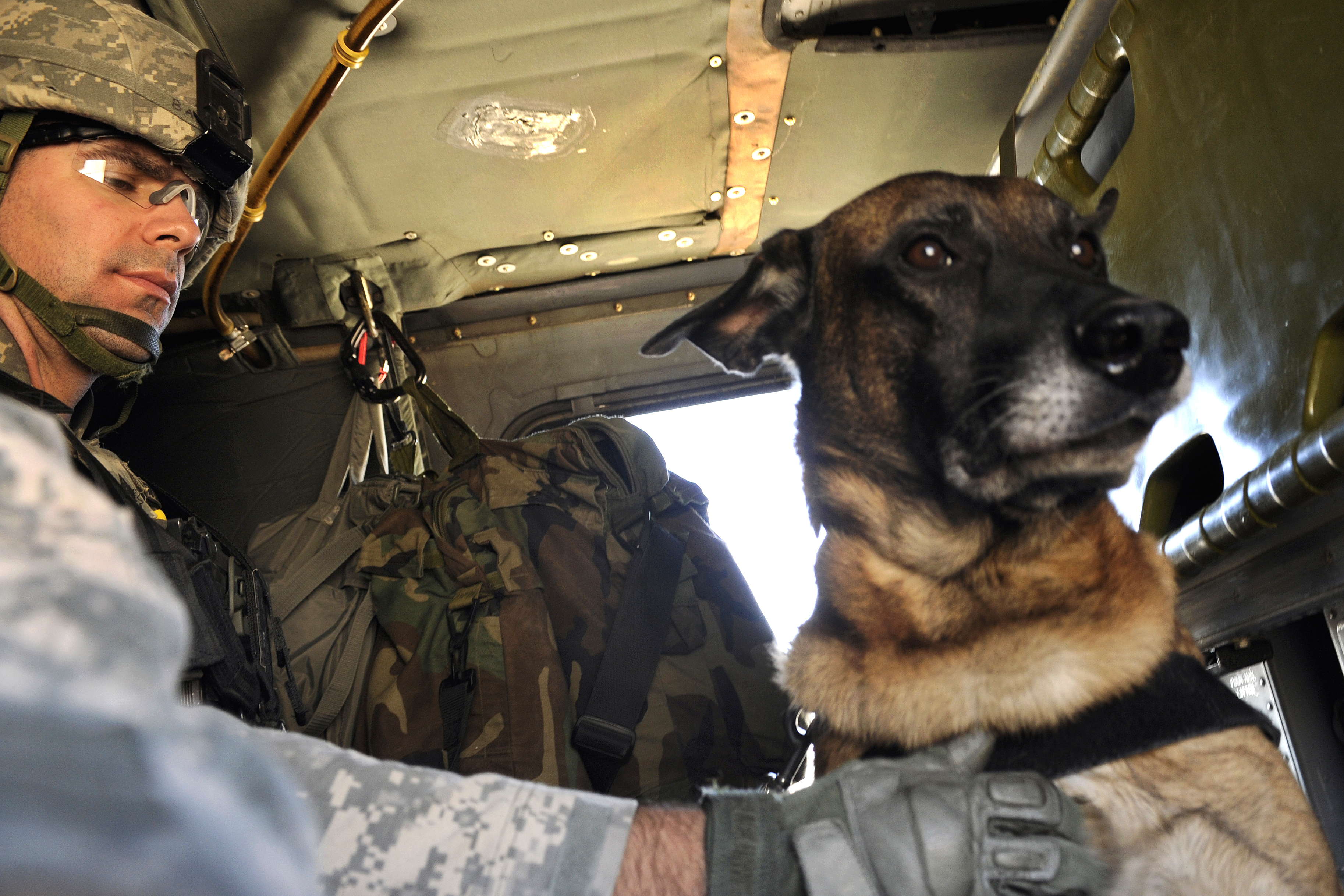 U.S. Army Sgt. Tyler Barriere and Buddy, a military working dog, ride ...