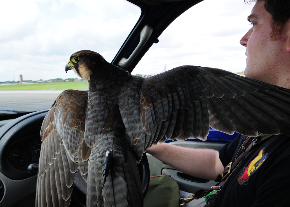 Birds of a feather flock together -- and a falcon a day, scares them ...