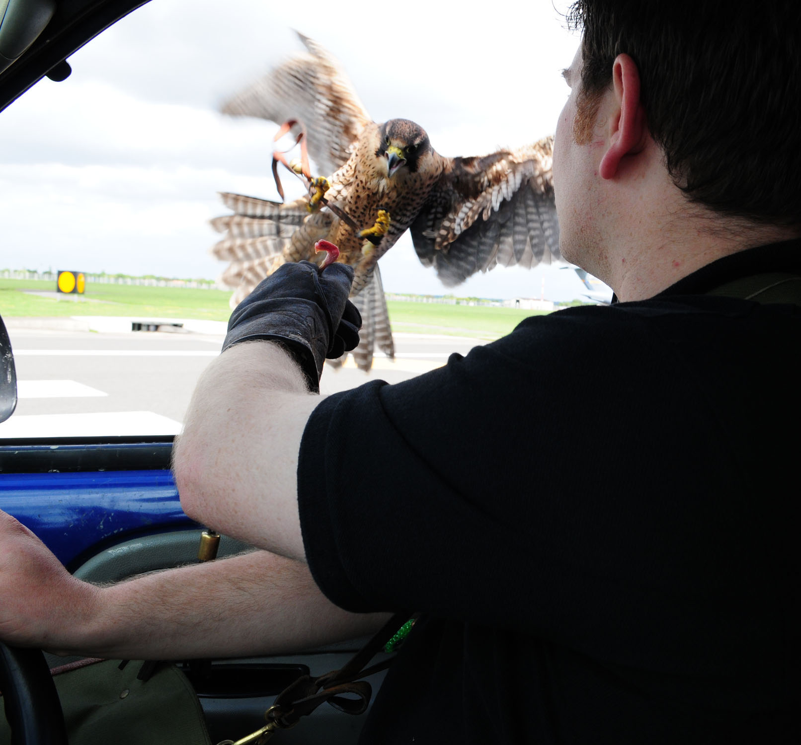 Birds of a feather flock together -- and a falcon a day, scares them ...