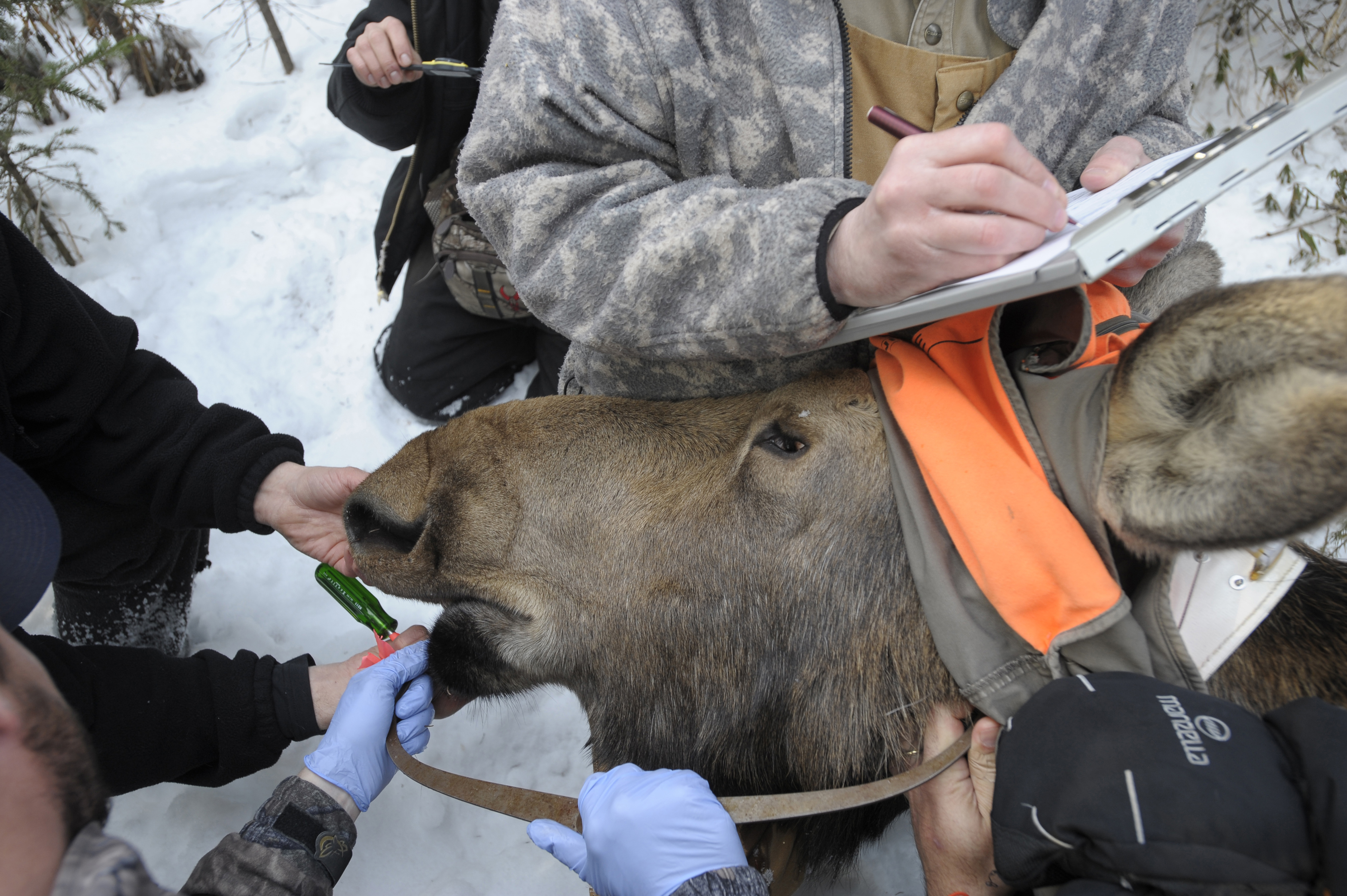 Good moose hunting: Base, state officials track wildlife populations ...