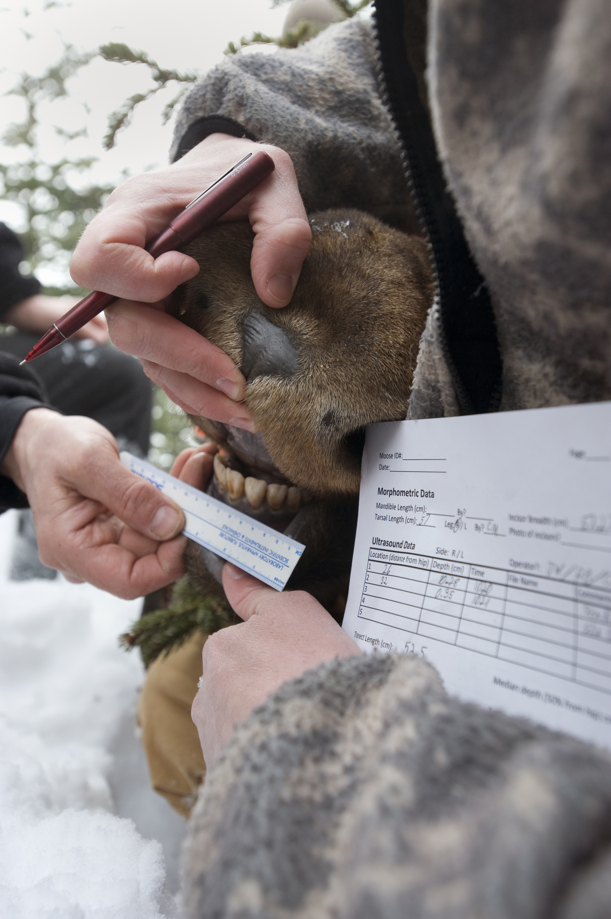 Good moose hunting: Base, state officials track wildlife populations ...