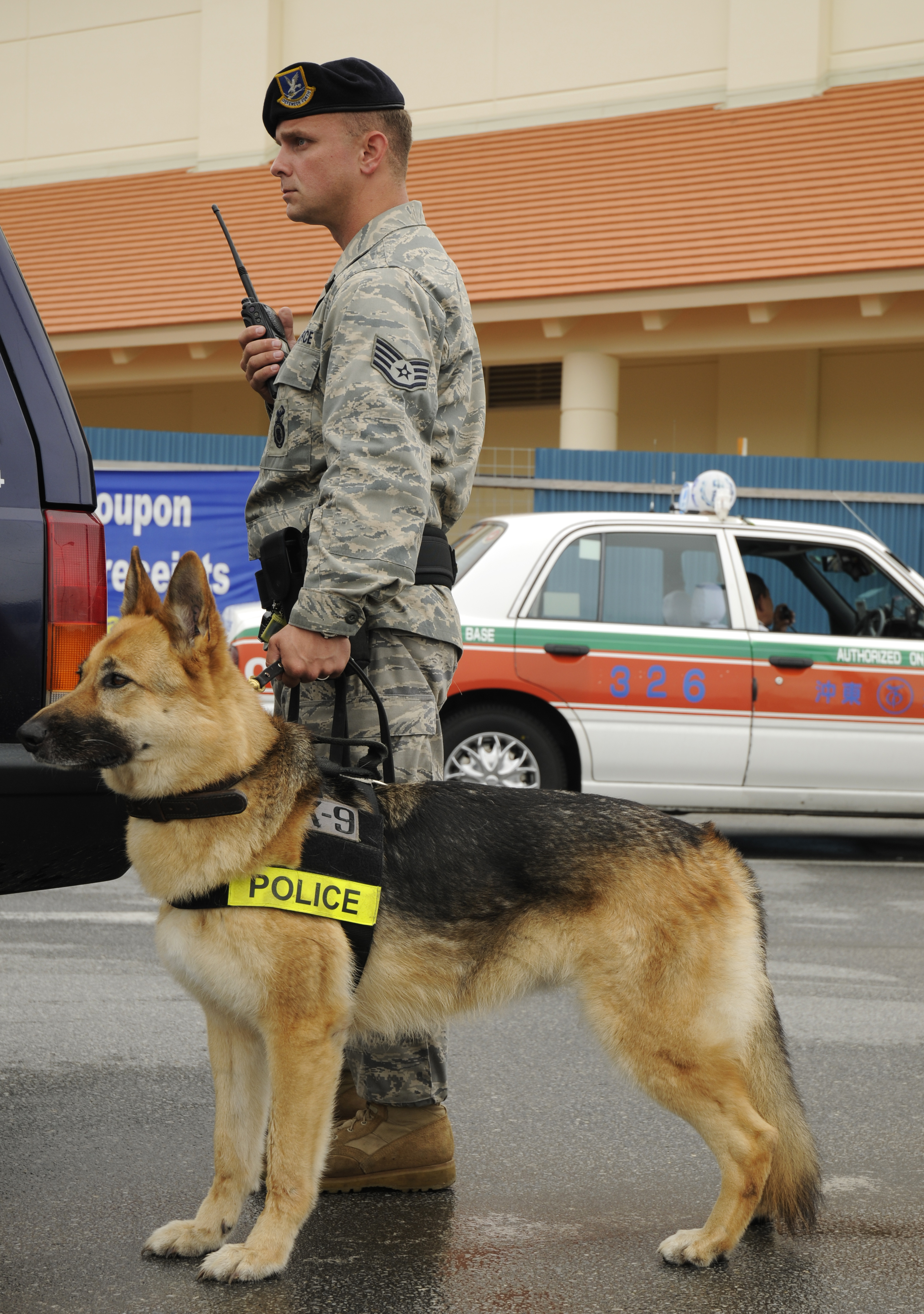 Shogun-military dog