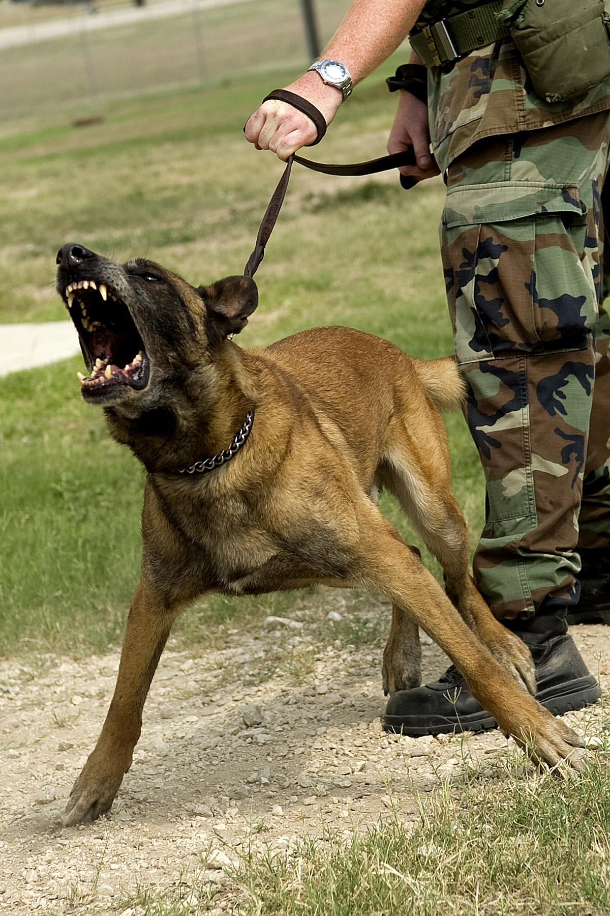 Training for military working dogs