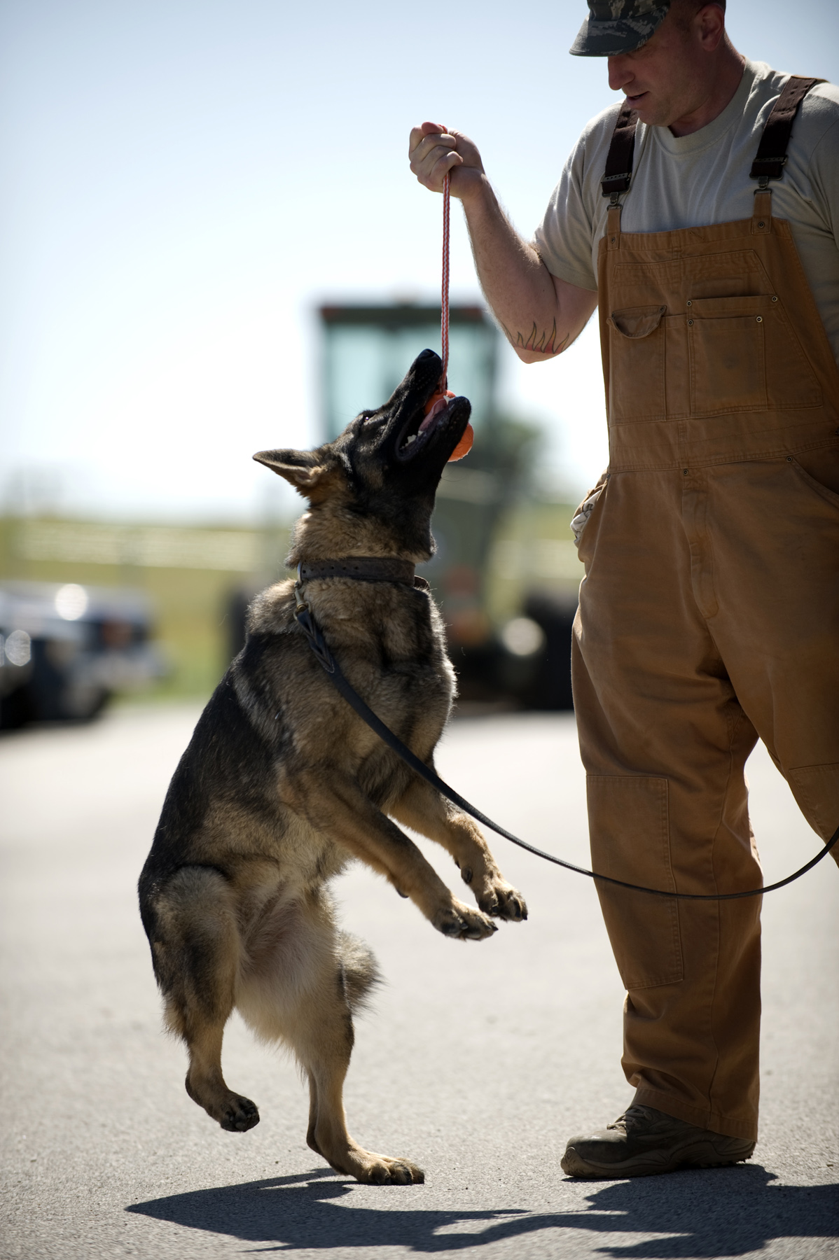 Training for military working dogs